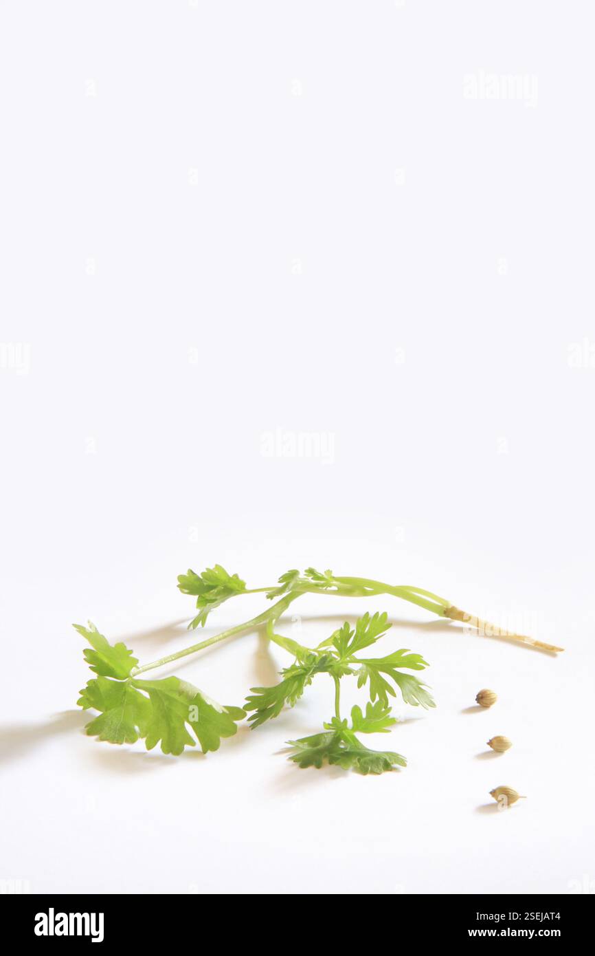 Indian spices, fresh Coriander leaves and seeds Dhania Coriand rum sativum on white background ...