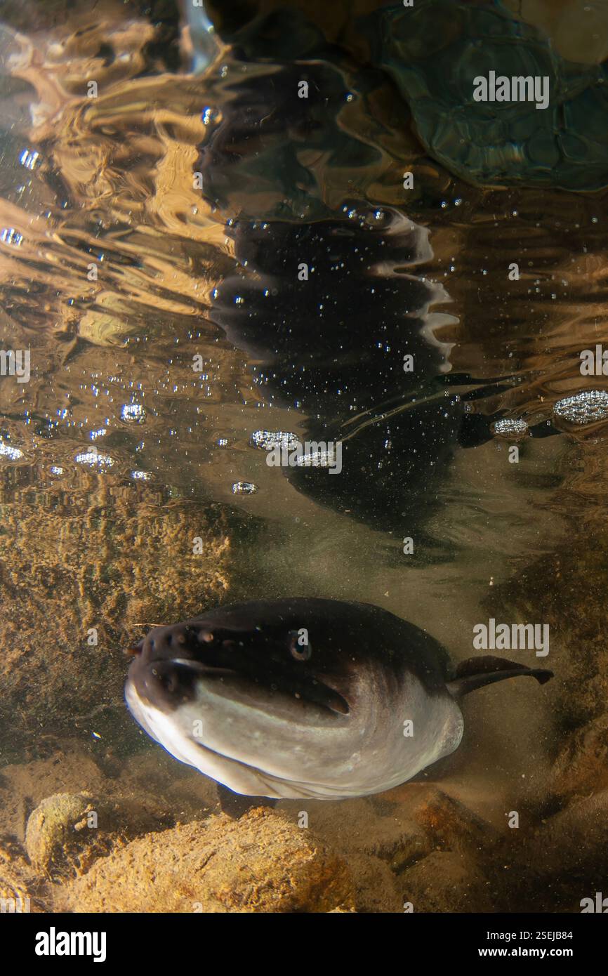 New Zealand Longfin Eel, Anguilla dieffenbachi, in river, Endangered ...