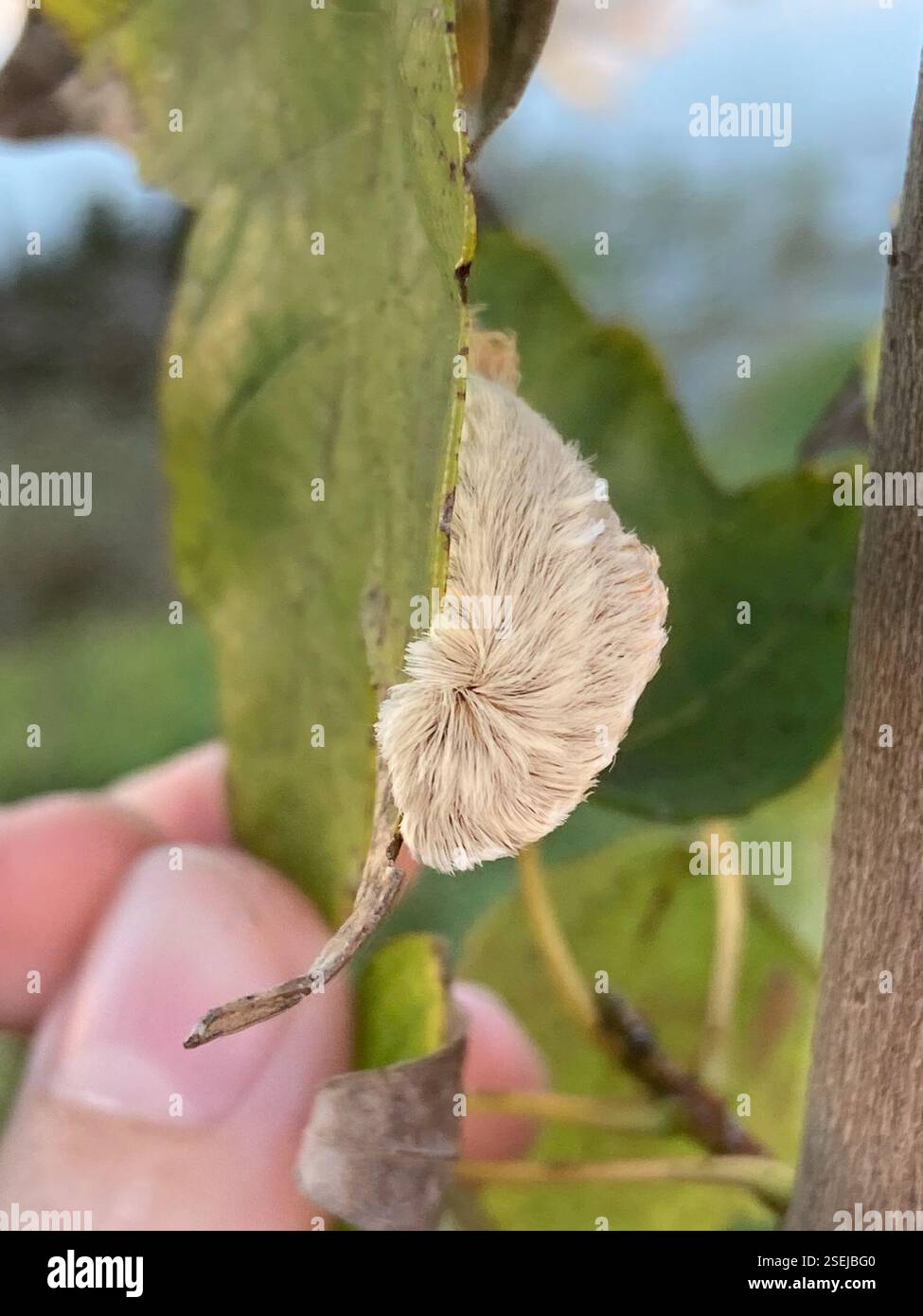 Southern Flannel Moth (Megalopyge opercularis), Insecta, Florida, US ...