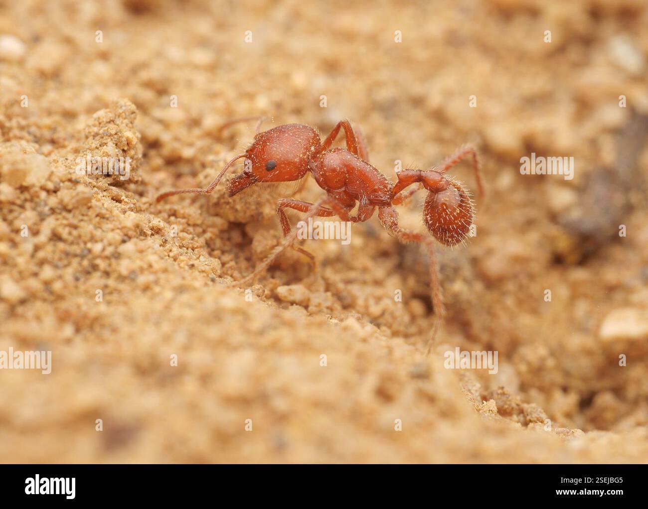 California Harvester Ant (Pogonomyrmex californicus), Insecta ...