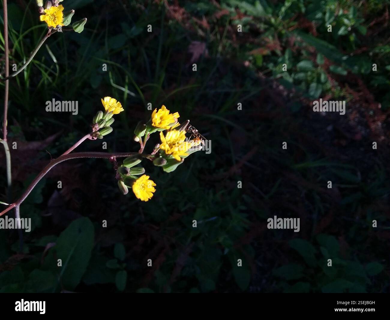 Exotic Streaktail (Allograpta exotica), Insecta, Windsor Forest ...