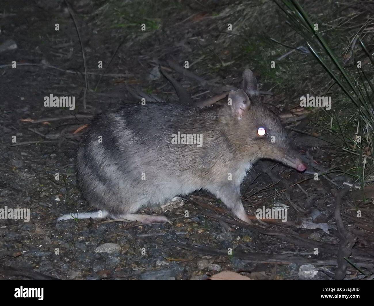 Eastern Barred Bandicoot (Perameles gunnii), Mammalia, Hobart TAS ...
