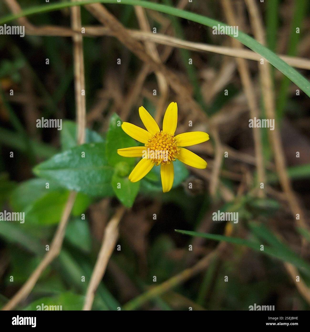 Oppositeleaf Spotflower (Acmella repens), Plantae, Mesa de la Yerba ...