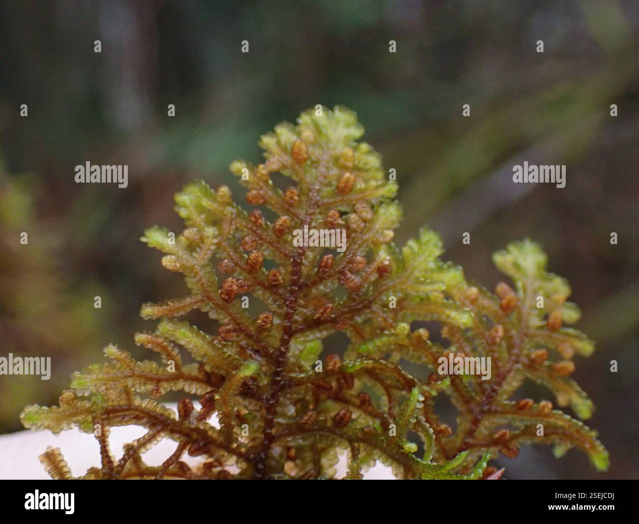 Tree Ruffle Liverwort (Porella navicularis), Plantae, Comox-Strathcona ...