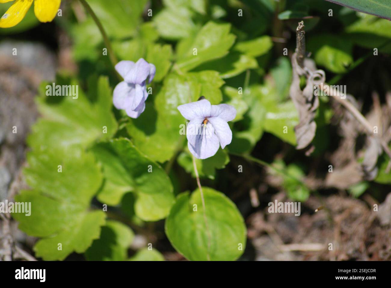 dwarf marsh violet (Viola epipsiloides), Plantae, Провиденский р-н ...