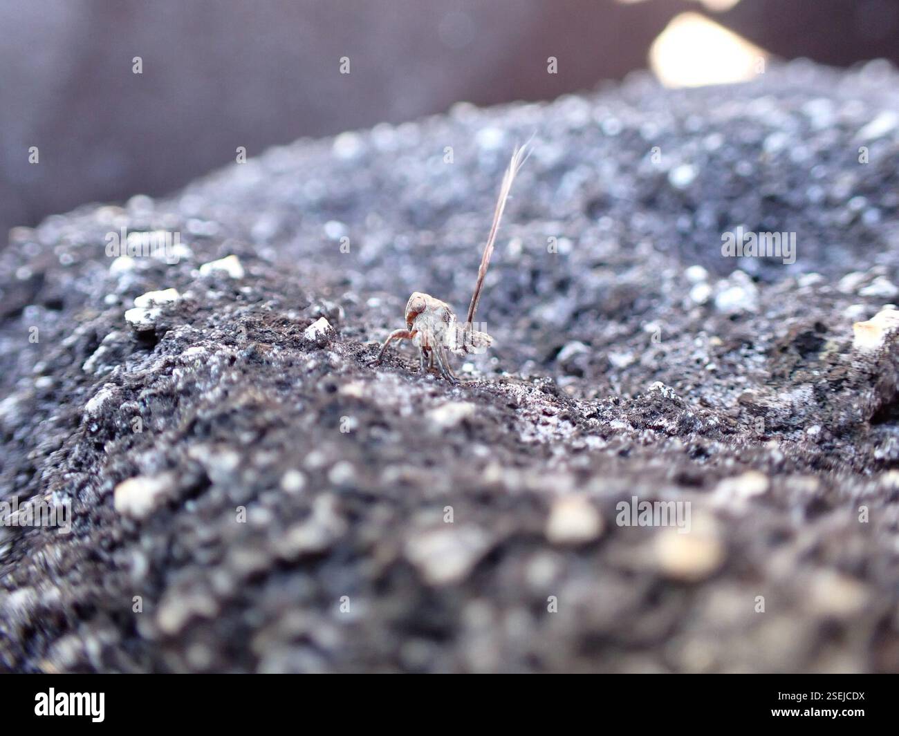 True Bugs, Hoppers, Aphids, and allies (Hemiptera), Insecta, Lakeland ...