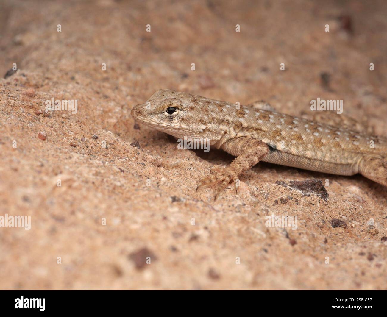 Common Side-blotched Lizard (Uta stansburiana), Reptilia, La Paz, Baja ...