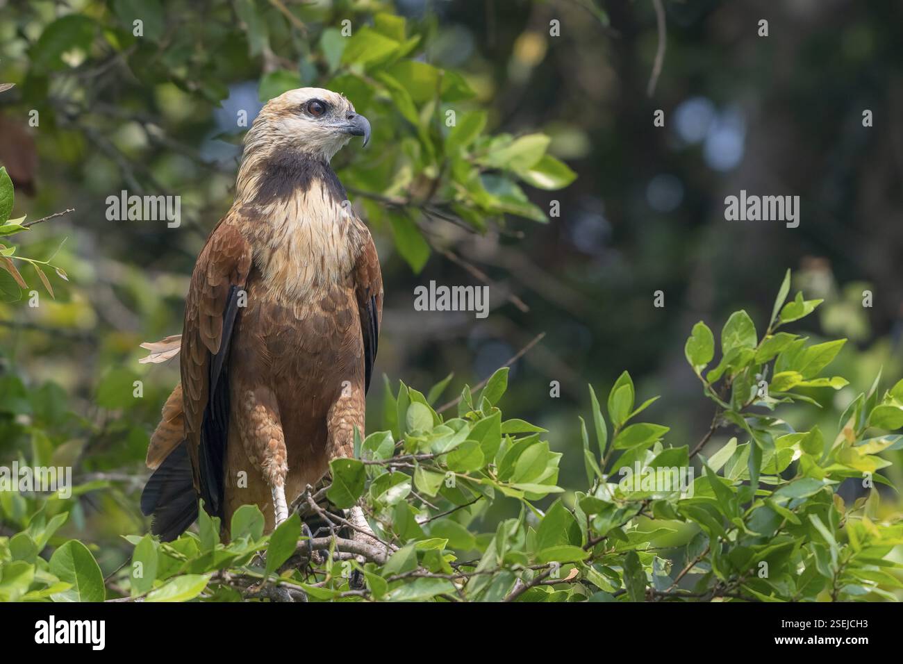 Fish Buzzard (Busarellus nigricollis), Pantanal, inland, wetland ...