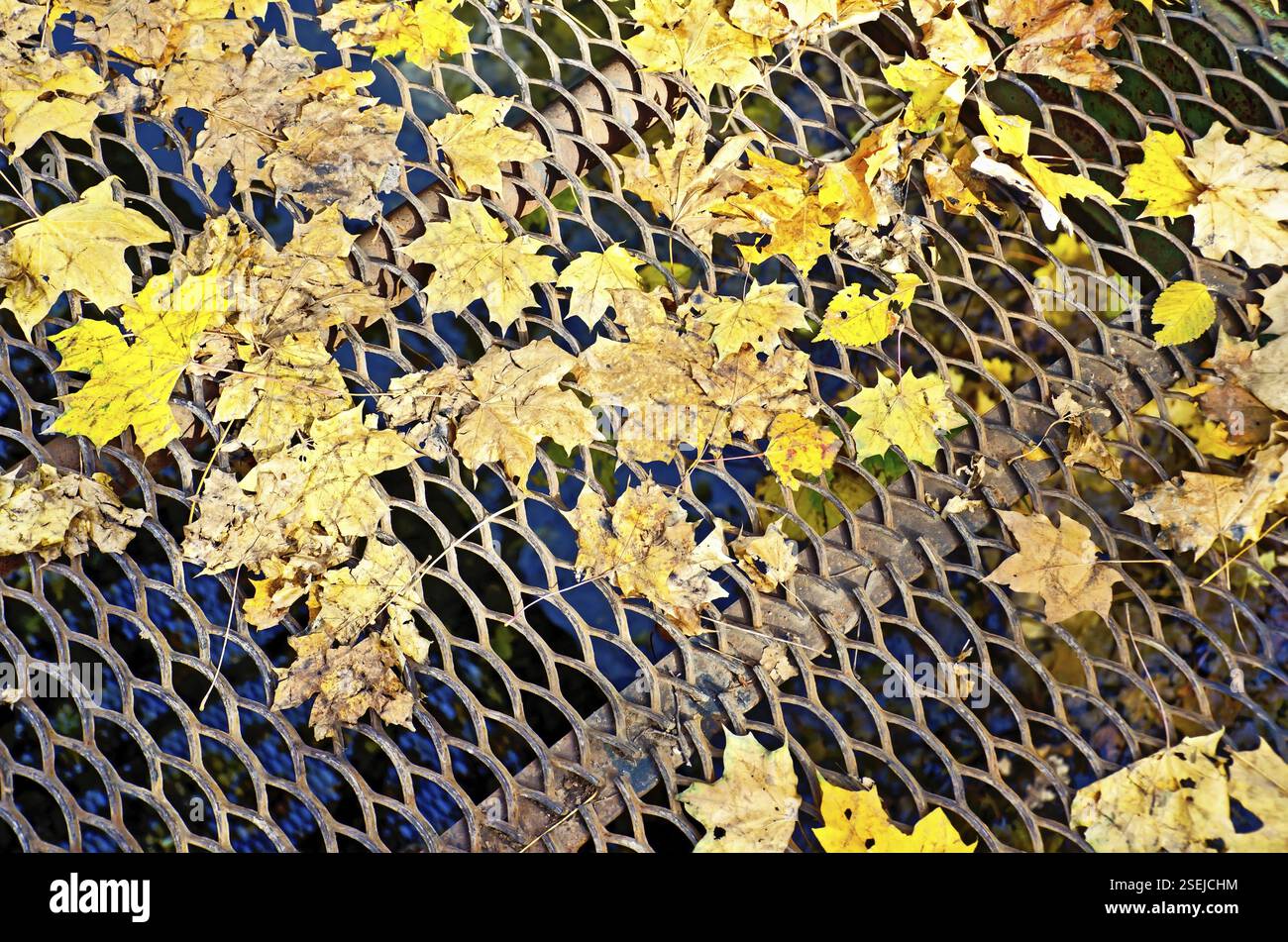 Tree trees bridge maple hi-res stock photography and images - Alamy