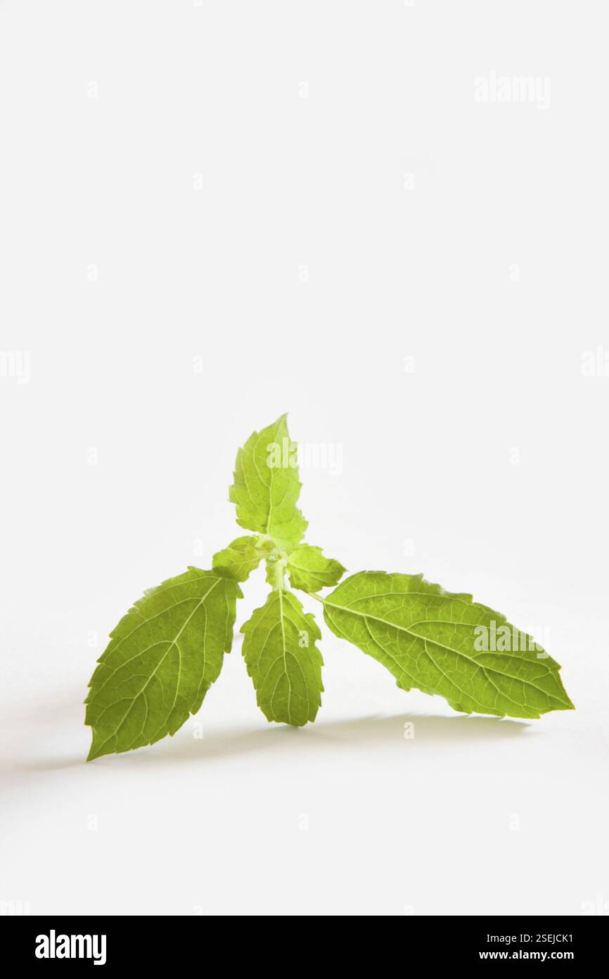 Indian herb, fresh holy Basil leaf Tulsi Ocimum sanctum on white ...