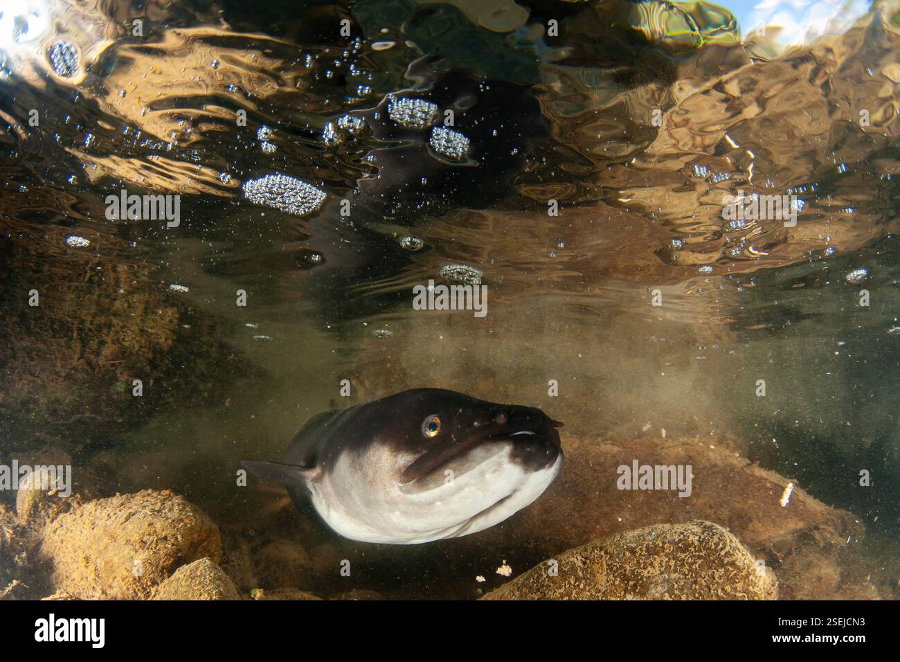 New Zealand Longfin Eel, Anguilla dieffenbachi, in river, Endangered ...