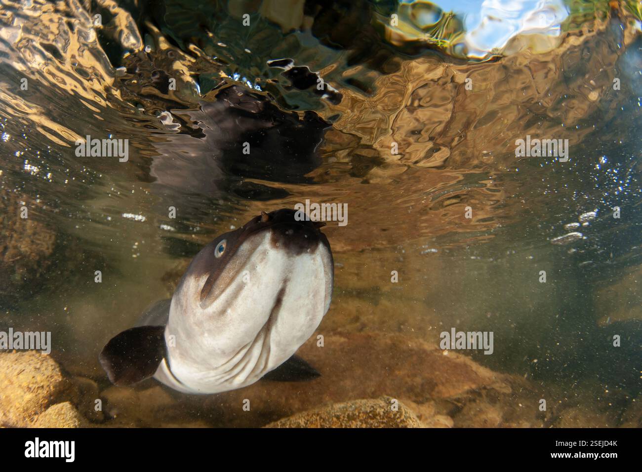 New Zealand Longfin Eel, Anguilla dieffenbachi, in river, Endangered ...
