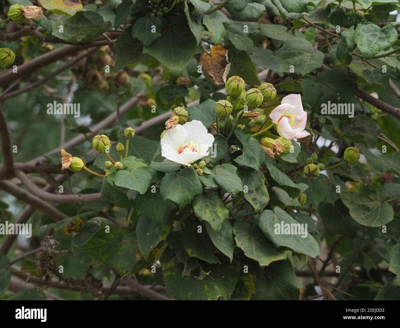 Taiwan cotton rose (Hibiscus taiwanensis), Plantae, 台灣台中市 Stock Photo ...