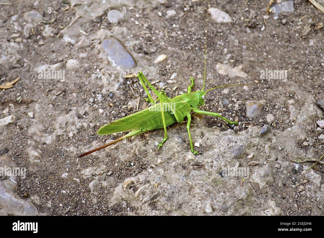 A large green grasshopper on an old stone path Stock Photo - Alamy