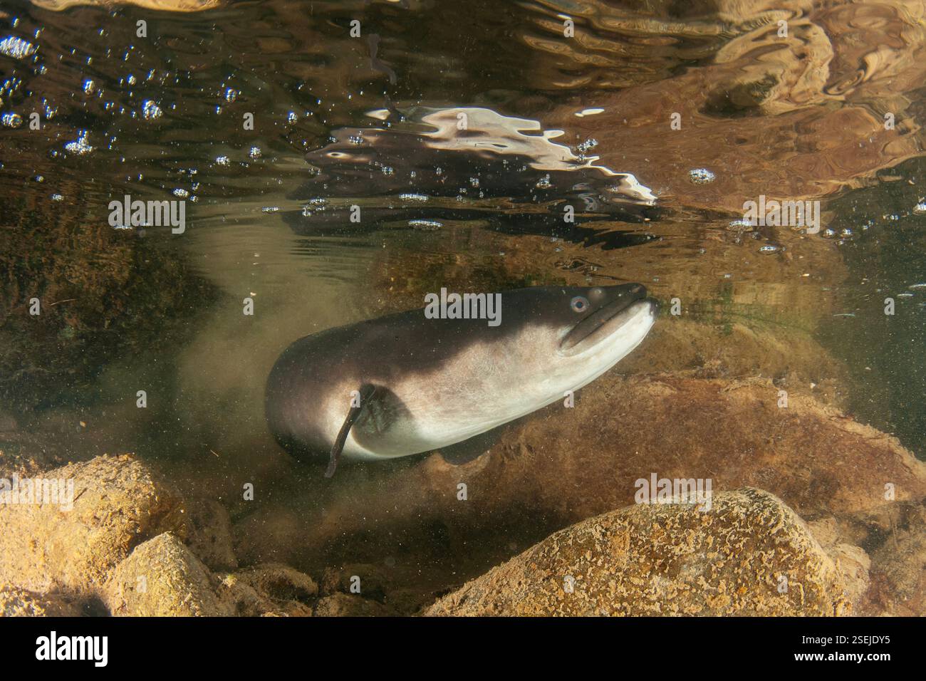 New Zealand Longfin Eel, Anguilla dieffenbachi, in river, Endangered ...