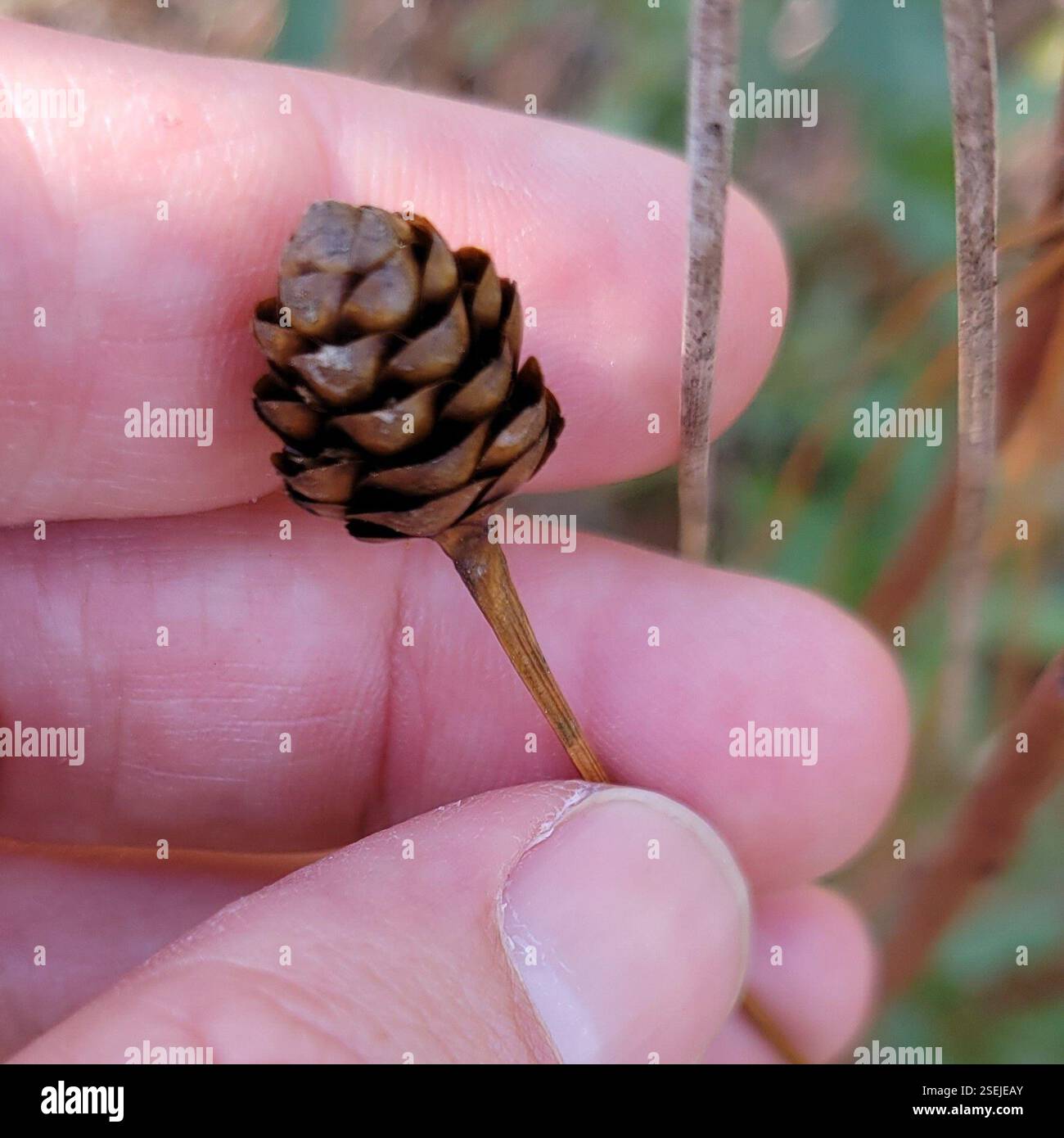 yellow-eyed grasses (Xyris), Plantae, Silver Springs, FL 34488, USA ...