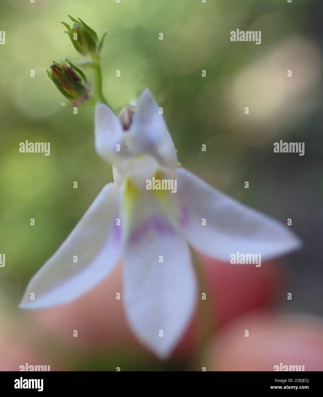 Wing White Lobelia (Lobelia pteropoda), Plantae, Ugu District ...