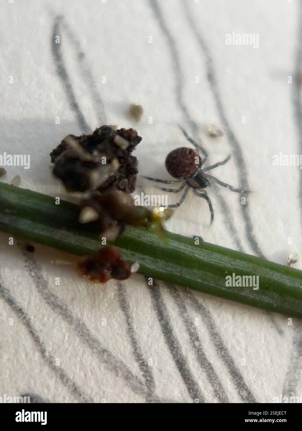 Comb-footed Spiders (Theridiidae), Arachnida, First St, New Westminster ...