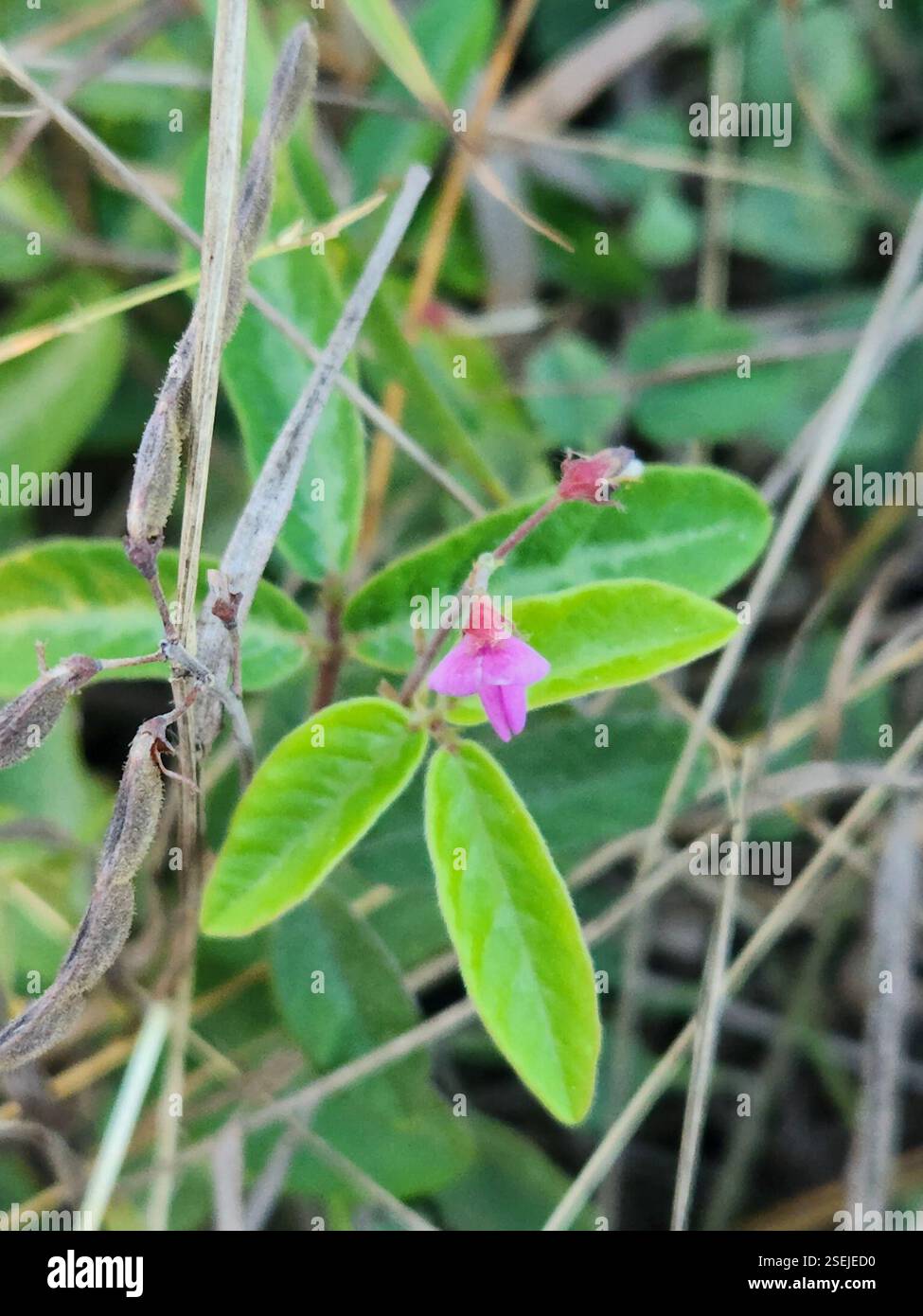 creeping beggarweed (Desmodium incanum), Plantae, Dry Tortugas National ...