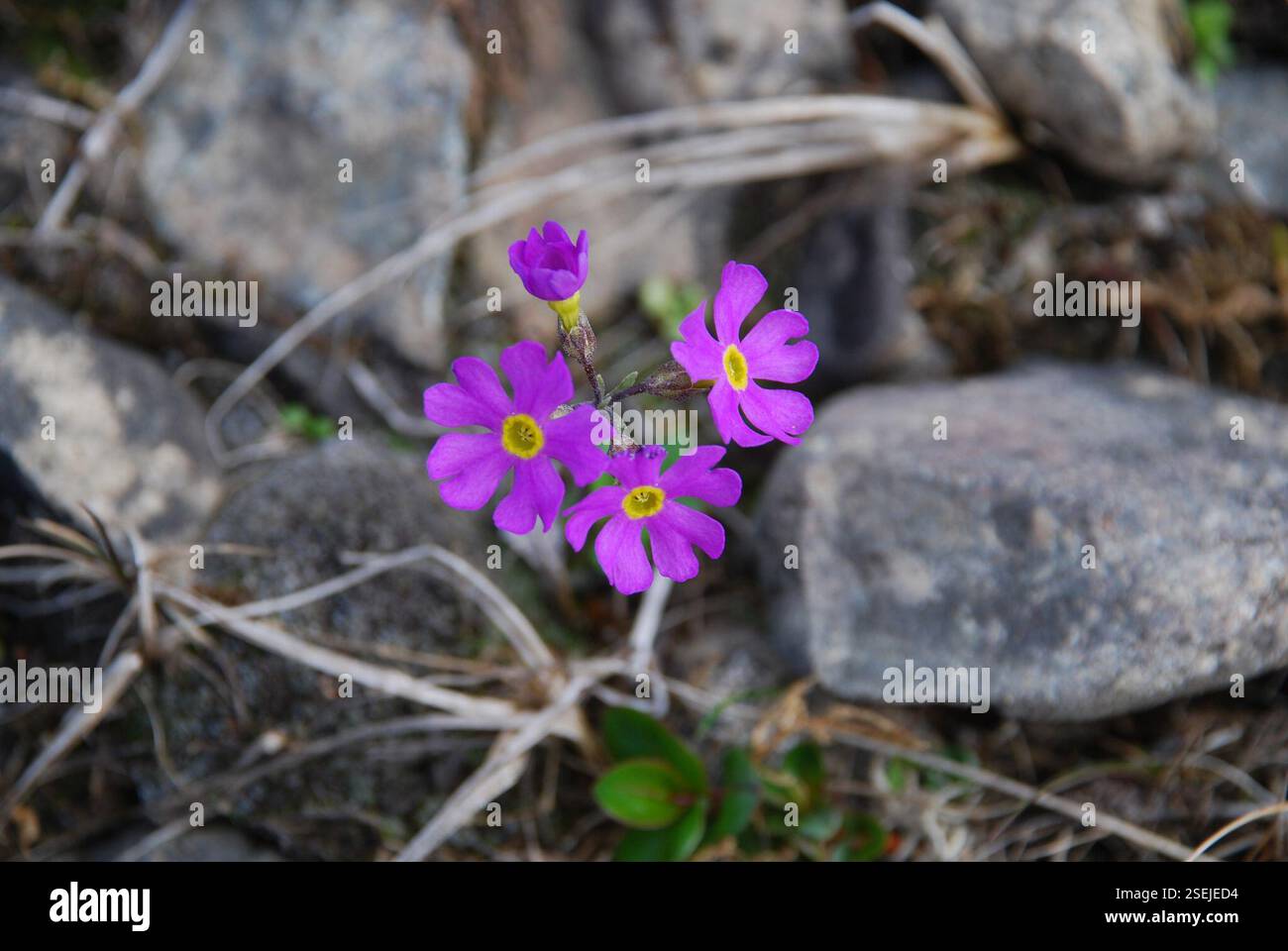 Slender Primrose (Primula borealis), Plantae, Провиденский р-н ...