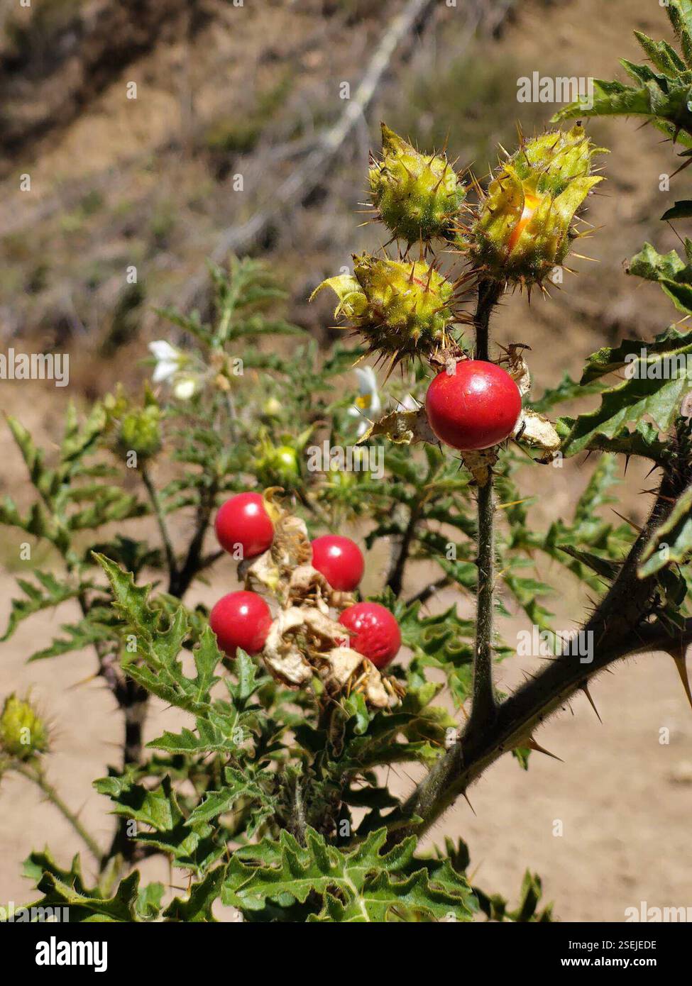 Red Buffalo-bur (Solanum sisymbriifolium), Plantae, Sutamarchán, Boyacá ...