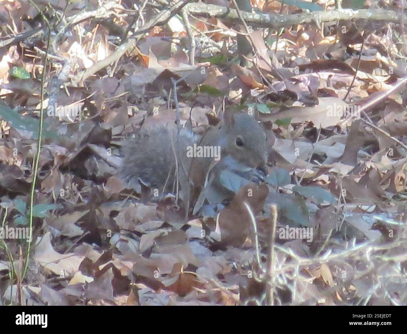 Eastern Gray Squirrel (Sciurus carolinensis), Mammalia, Windsor Forest ...