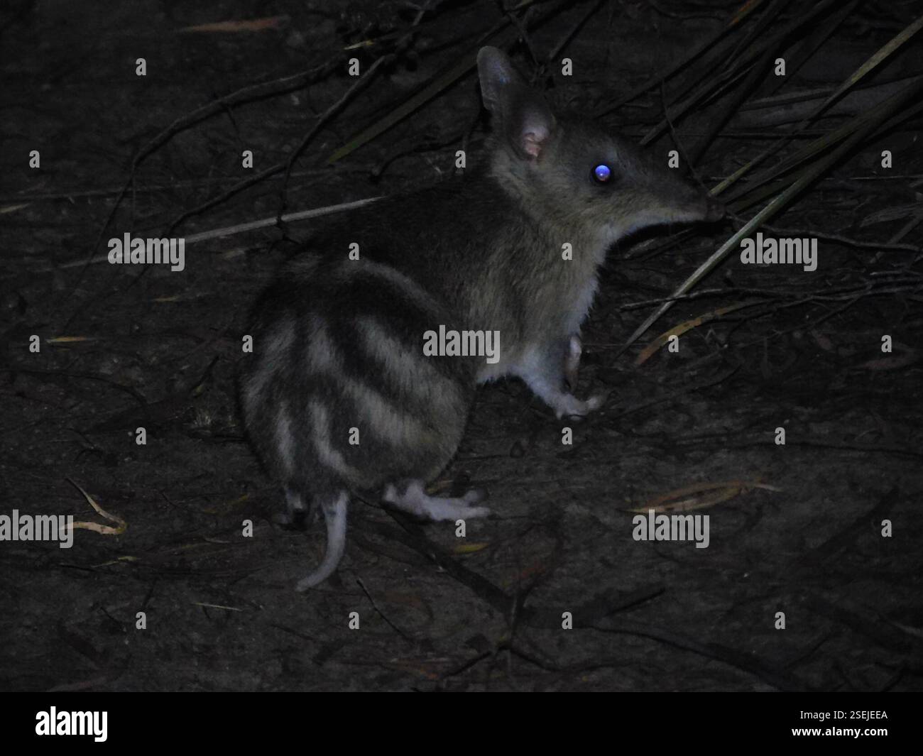 Eastern Barred Bandicoot (Perameles gunnii), Mammalia, Hobart TAS ...