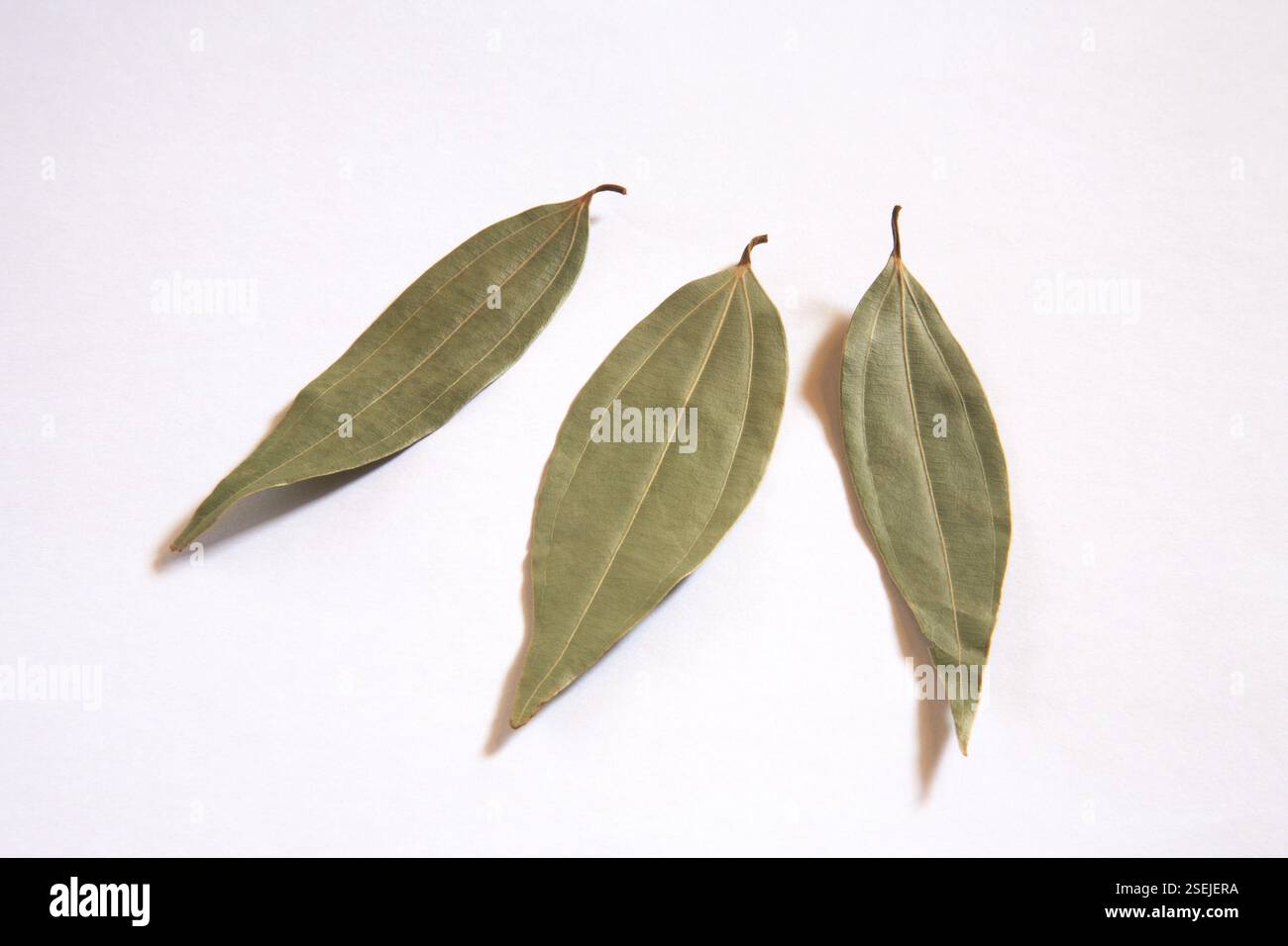 Indian spice, dried Bay Leaf Taj Patta Laurus nobilis Cinnamomum tamala ...