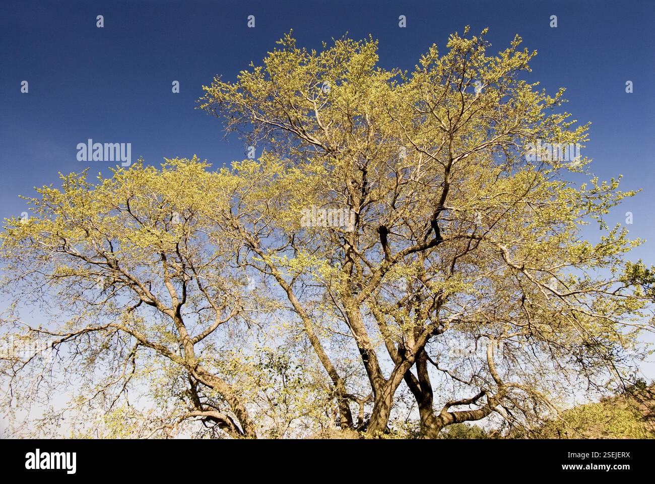Tree local name papdi latin name Hotoptelea inteyrifoli English name ...