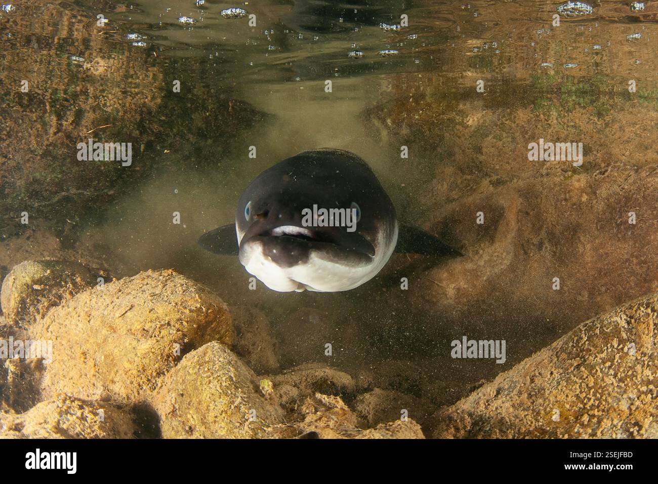 New Zealand Longfin Eel, Anguilla dieffenbachi, in river, Endangered ...