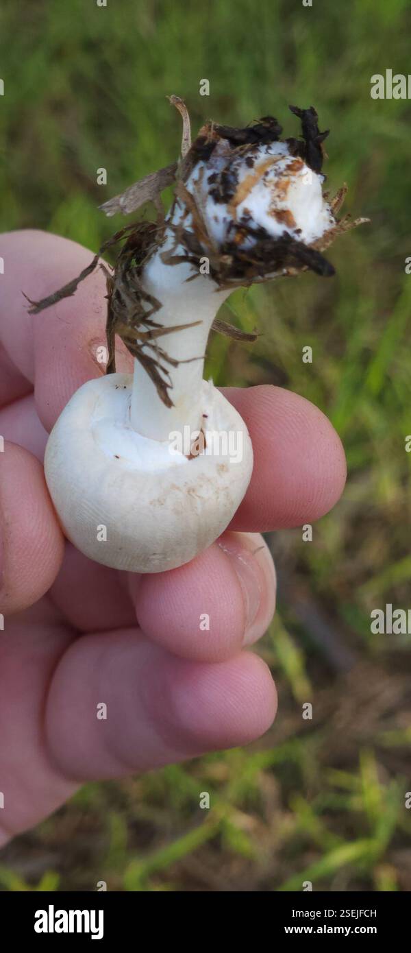California Agaricus (Agaricus californicus), Fungi, 22430 Tijuana, Baja ...
