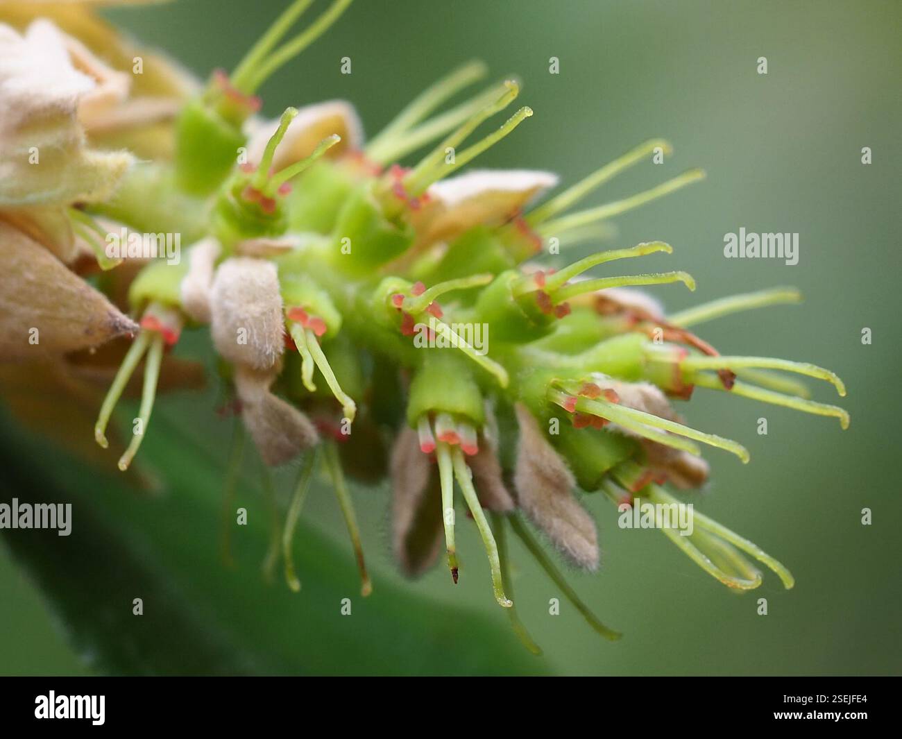 (Corylopsis multiflora), Plantae, 台灣南投縣 Stock Photo - Alamy
