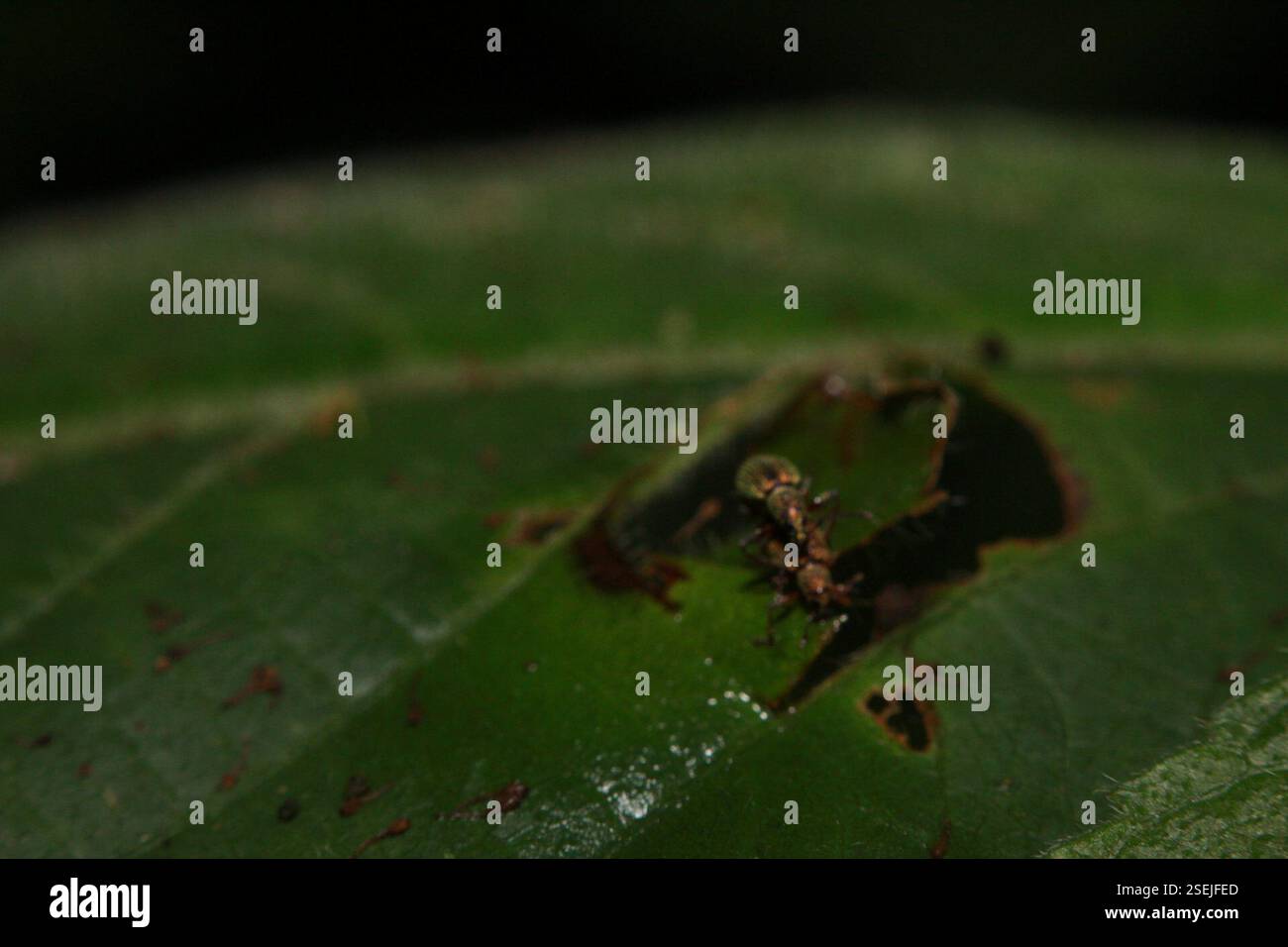 Broad-nosed Weevils (Entiminae), Insecta, Huancabamba District, Peru ...