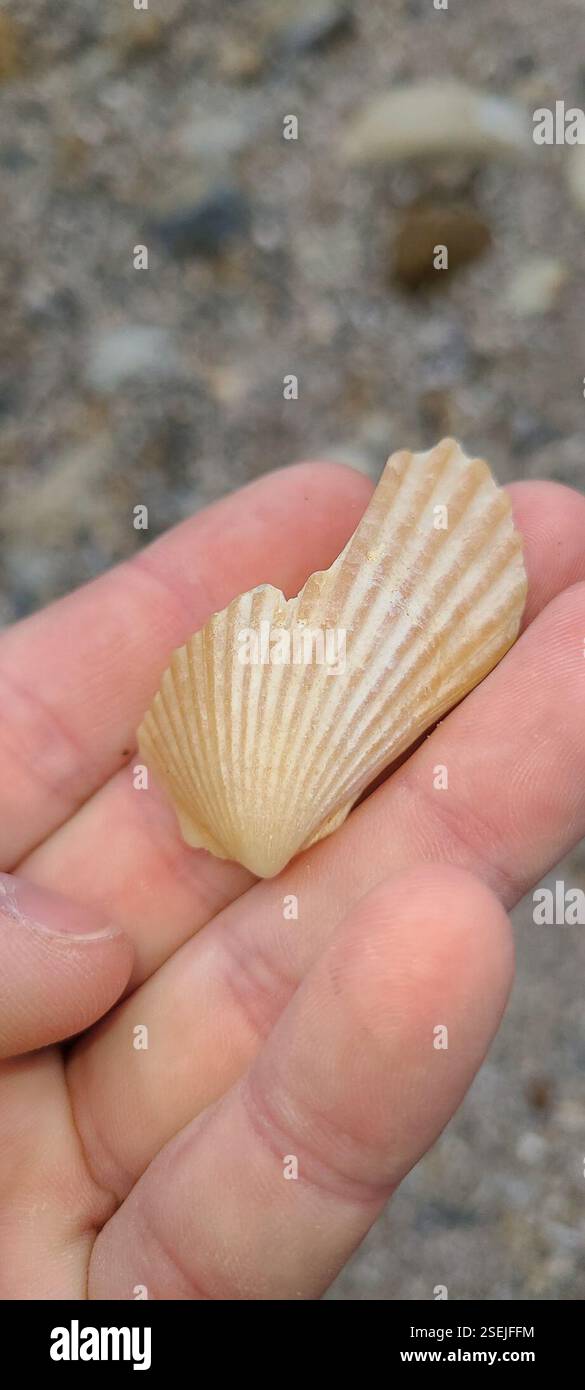 (Lima zealandica), Mollusca, Aramoana, New Zealand Stock Photo - Alamy