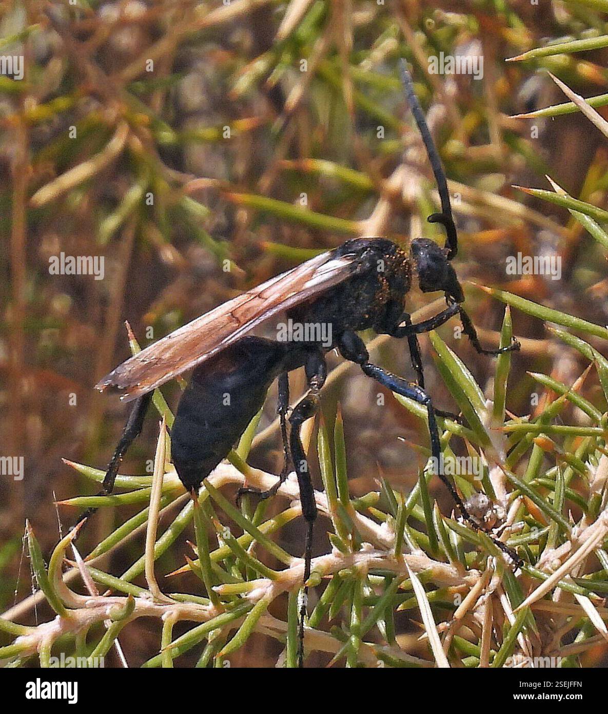 New World Tarantula-hawk Wasps (Pepsis), Insecta, Biedma, Chubut ...