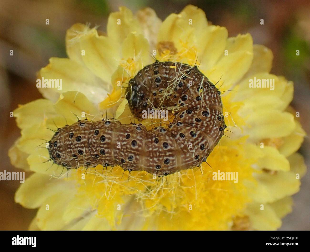 (Helicoverpa), Insecta, Tasmania, AU, maybe Stock Photo - Alamy