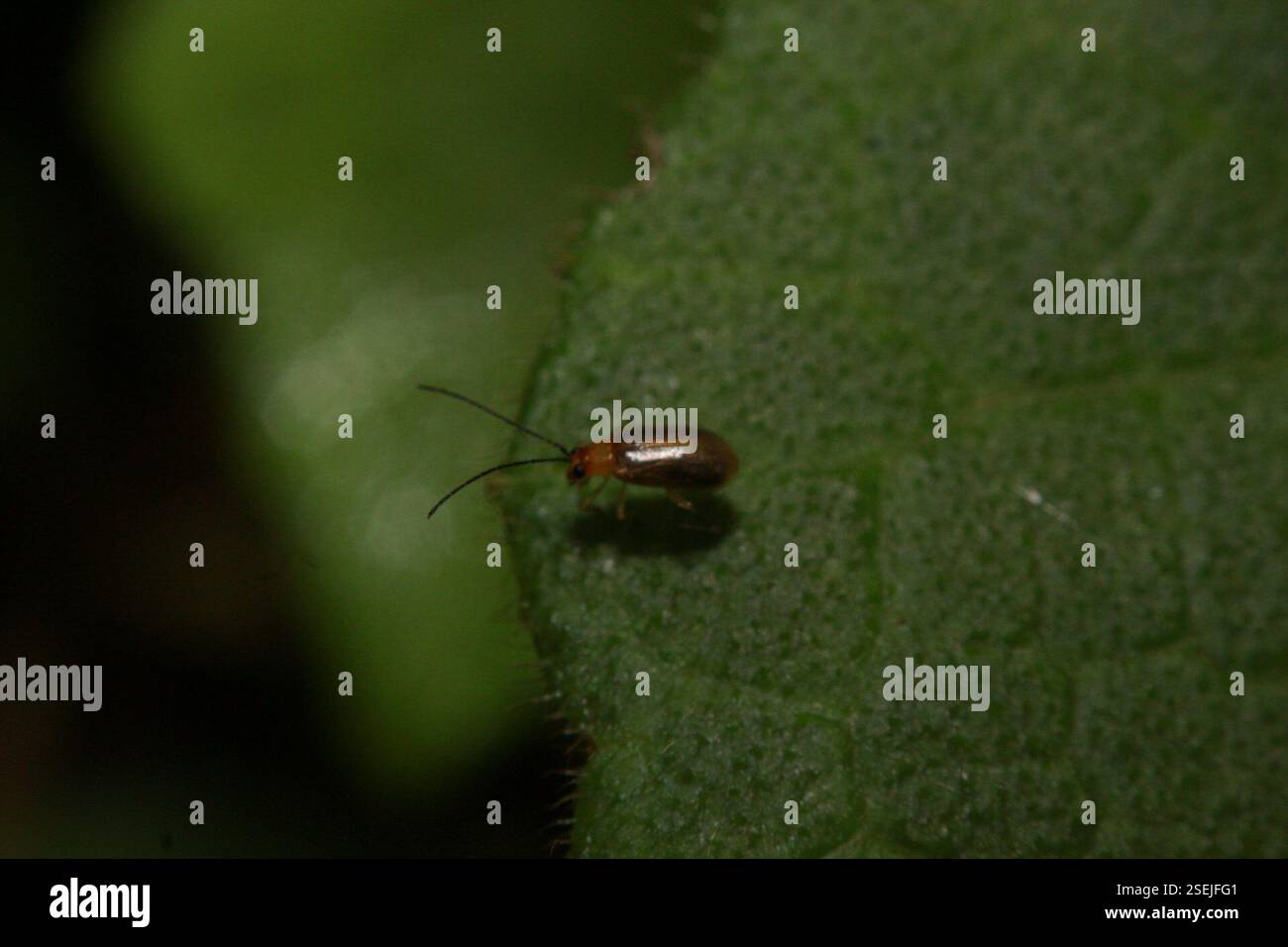 Leaf Beetles (Chrysomelidae), Insecta, Oxapampa, Peru Stock Photo - Alamy