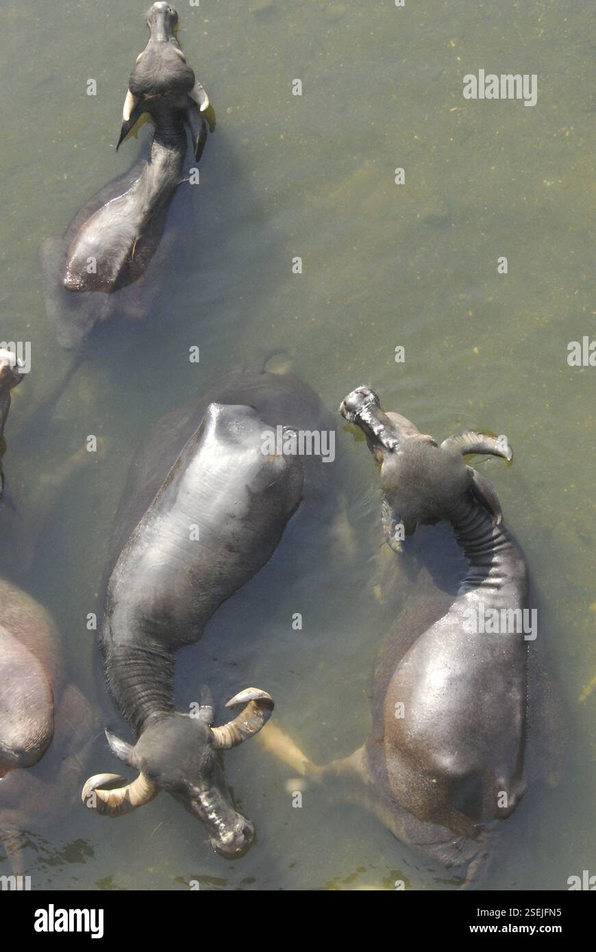Buffaloes in water, District Dang, Gujarat, India, Asia Stock Photo - Alamy