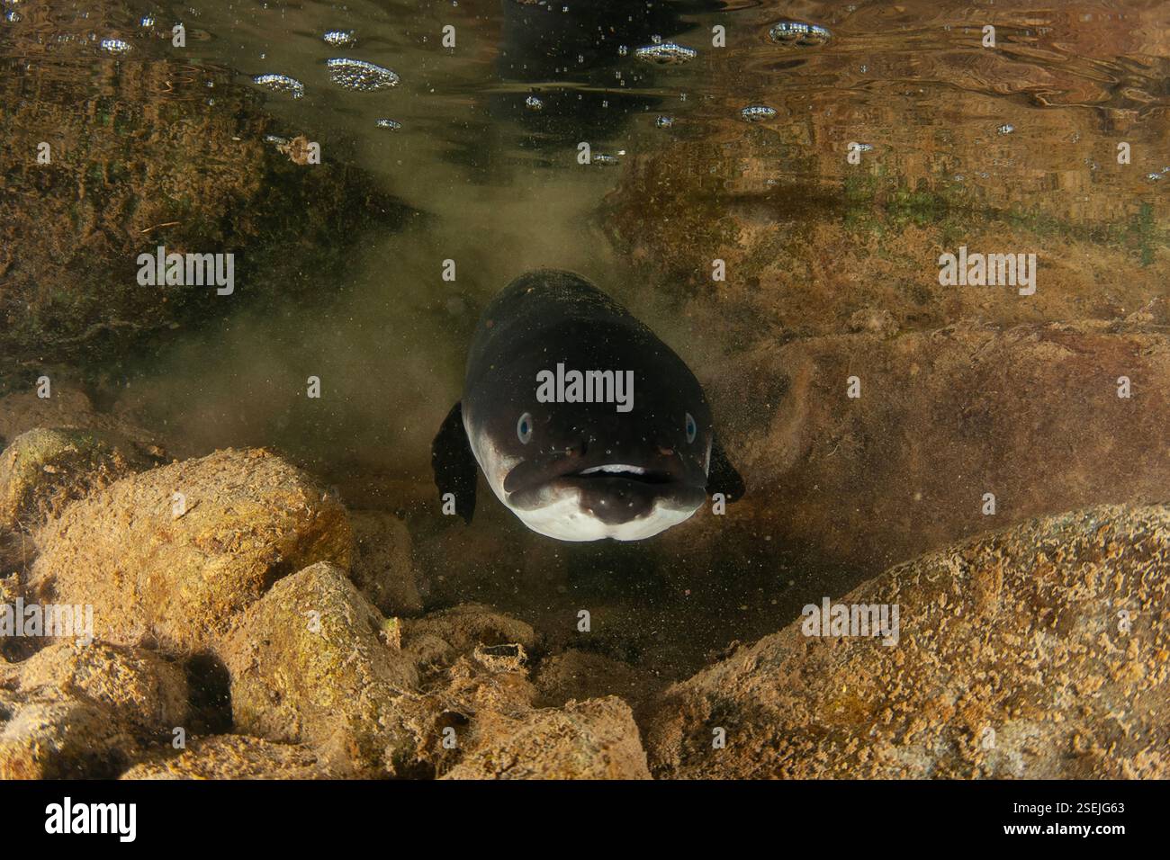 New Zealand Longfin Eel, Anguilla dieffenbachi, in river, Endangered ...