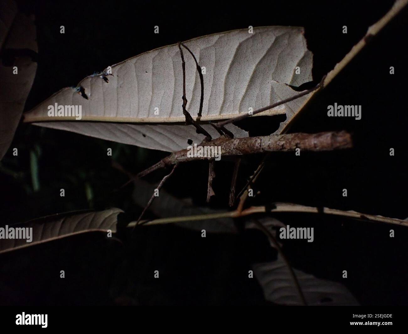 Crowned Stick Insect (Onchestus rentzi), Insecta, Wongabel QLD 4883 ...