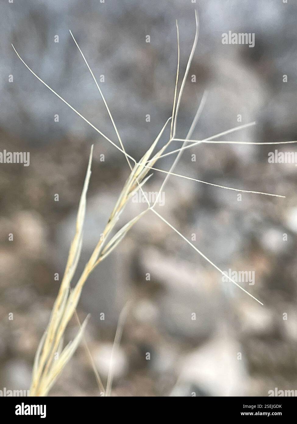 Purple Threeawn (Aristida purpurea), Plantae, Grand Canyon - Parashant ...