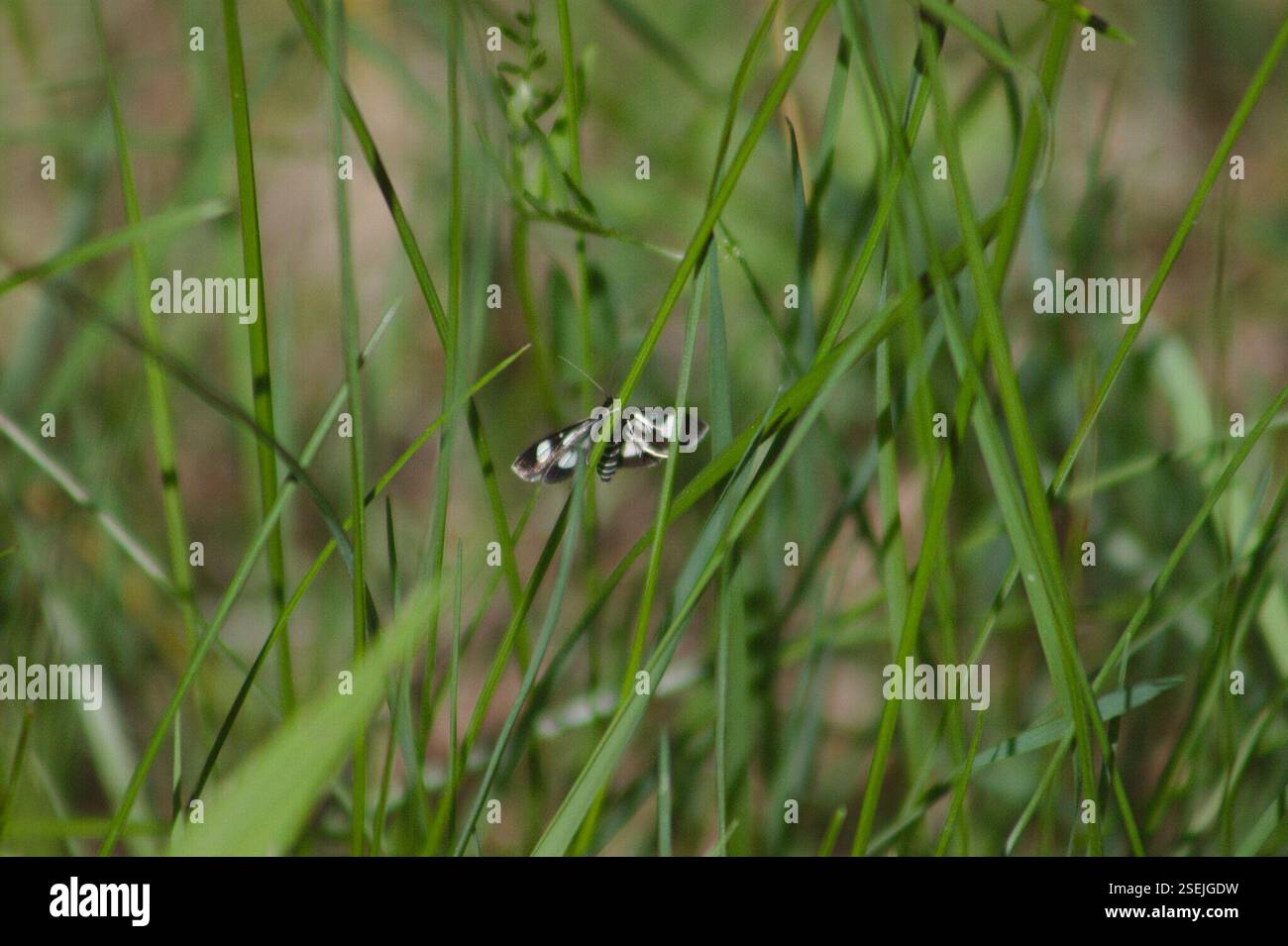White-spotted Sable (Anania funebris), Insecta, Mékinac, Québec, Canada ...