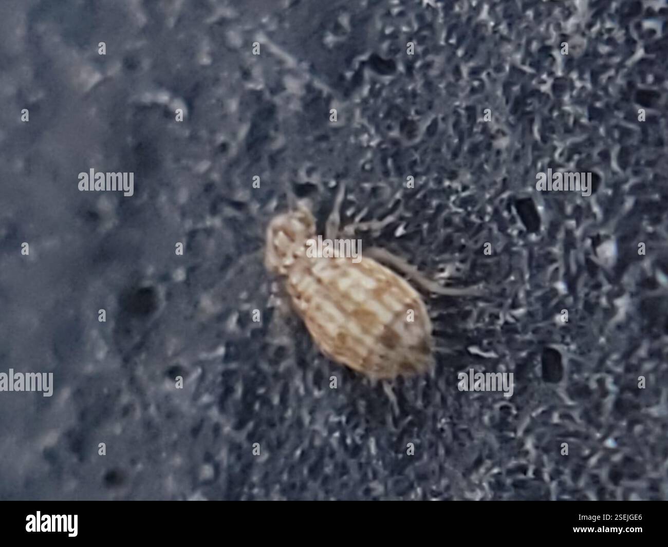 Barklice, Booklice, and Parasitic Lice (Psocodea), Insecta, Cupertino ...