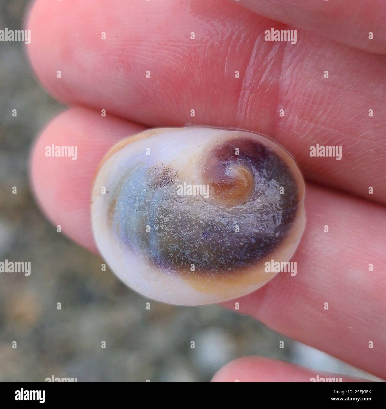 (Sigapatella novaezelandiae), Mollusca, Oamaru 9495, New Zealand Stock Photo - Alamy
