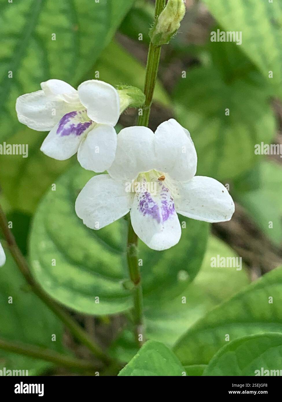 African Coromandel (Asystasia intrusa), Plantae, Ko Ngai, Krabi, TH ...