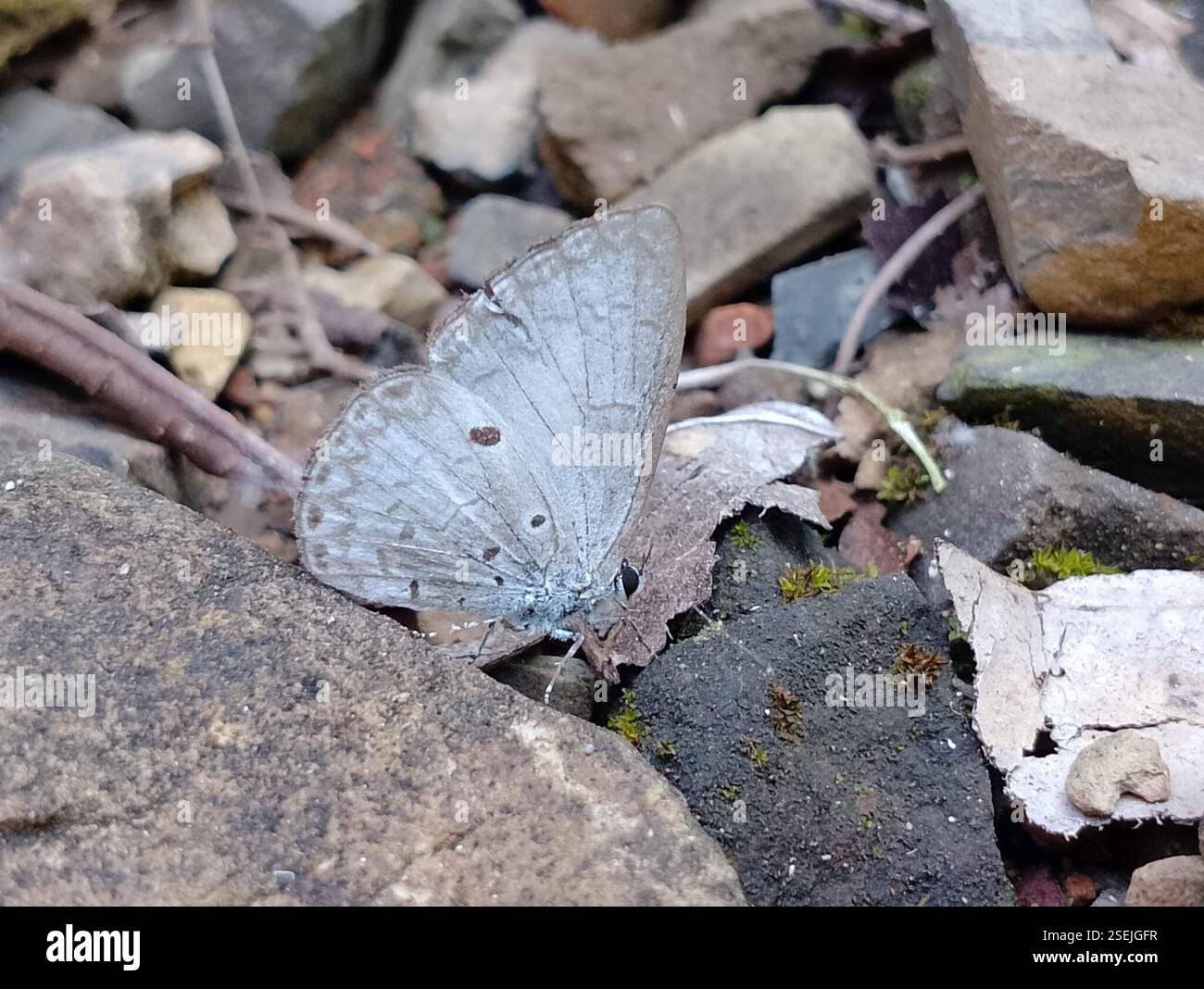White-banded Hedge Blue (Lestranicus transpectus), Insecta, Hpa-An ...