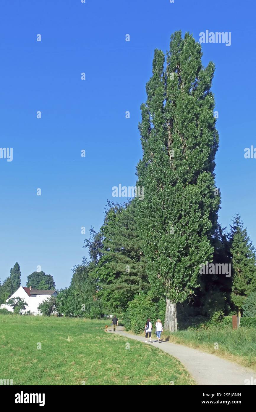 Poplar walk hi-res stock photography and images - Alamy