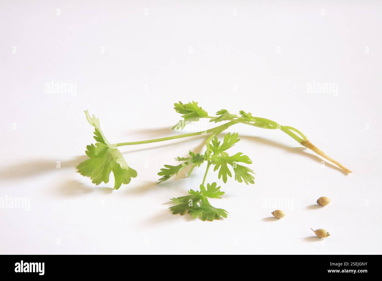 Indian spices, fresh Coriander leaves and seeds Dhania Coriand rum sativum on white background ...