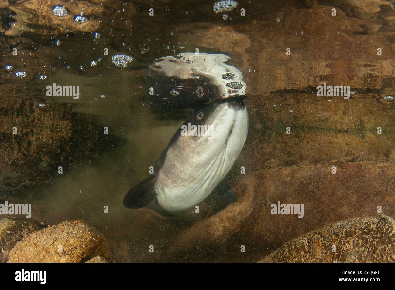 New Zealand Longfin Eel, Anguilla dieffenbachi, in river, Endangered ...