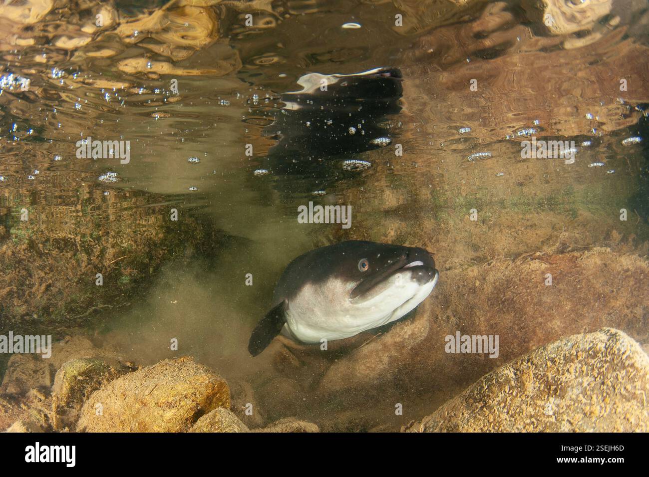 New Zealand Longfin Eel, Anguilla dieffenbachi, in river, Endangered ...